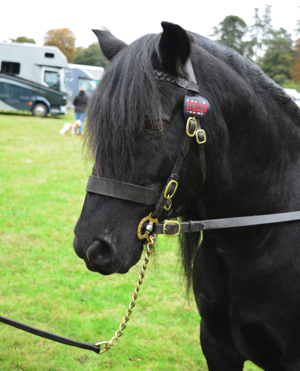 The Fell Pony Society Stallion Listing The Fell Pony Society Stallion Listing